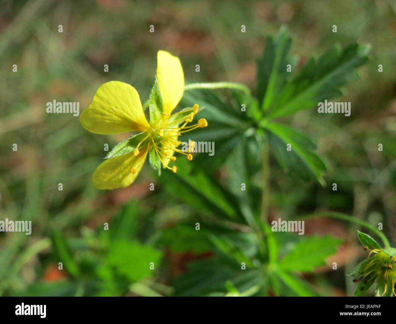 Potentilla erecta, commonly known as tormentil, is a perennial plant ...