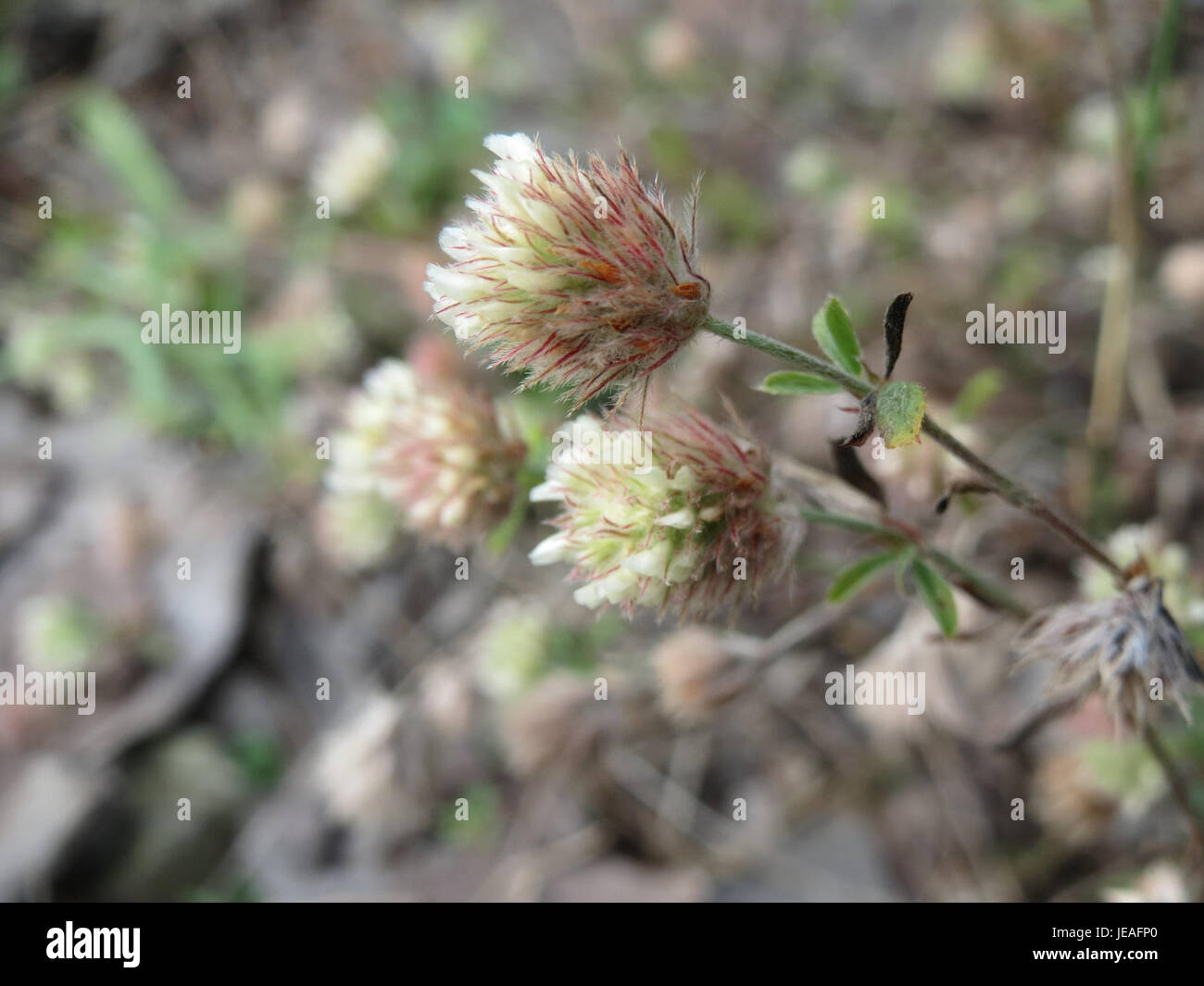 Trifolium arvense commonly known hi-res stock photography and images ...
