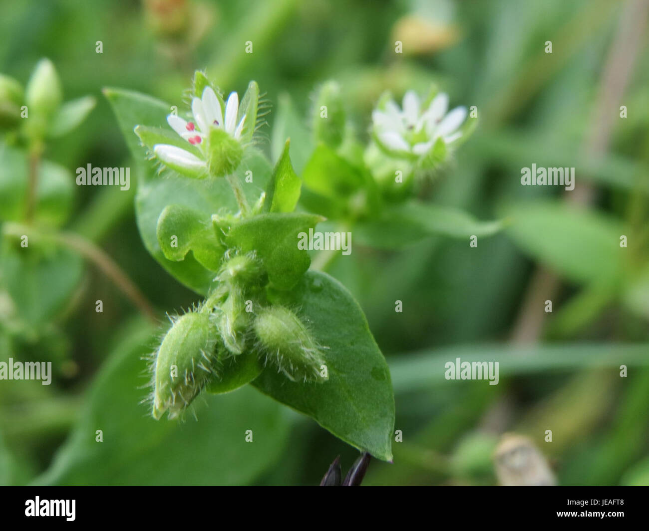 Stellaria media lawn hi-res stock photography and images - Alamy