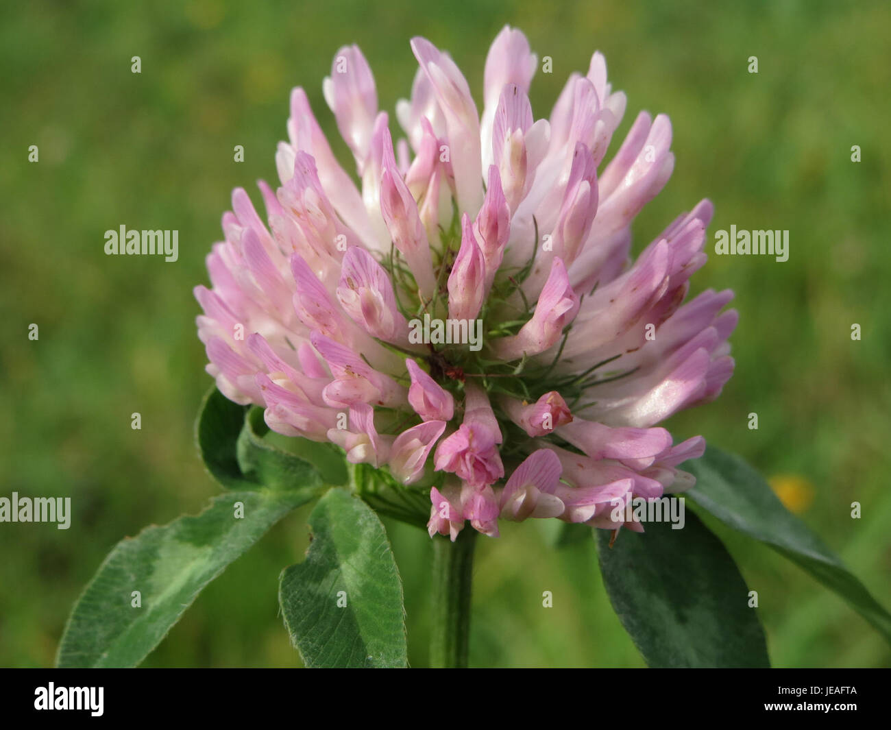 Trifolium pratense known red hi-res stock photography and images - Alamy