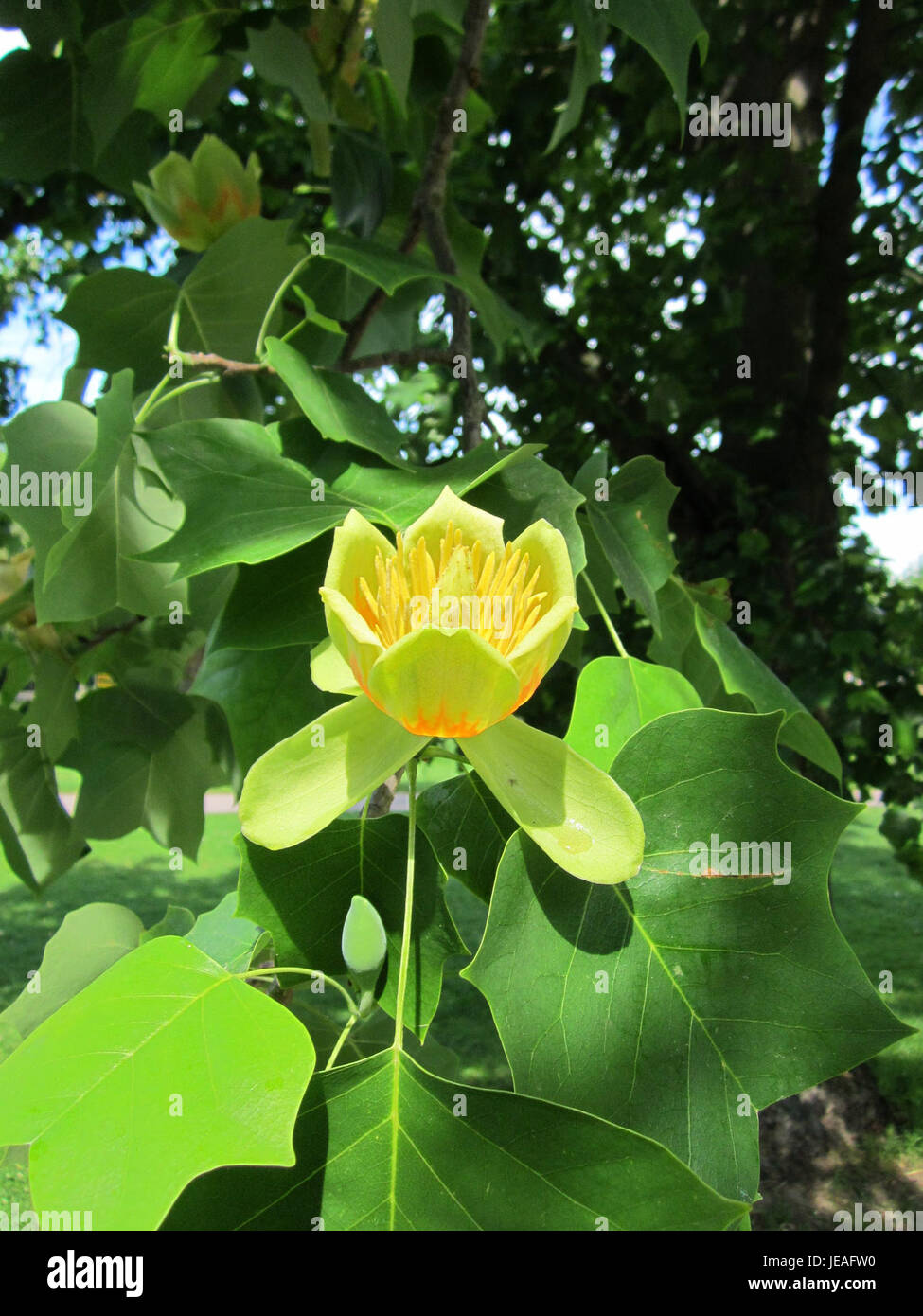 Tulpenbaum (Liriodendron tulipifera), also known as the Tulip Tree, is ...