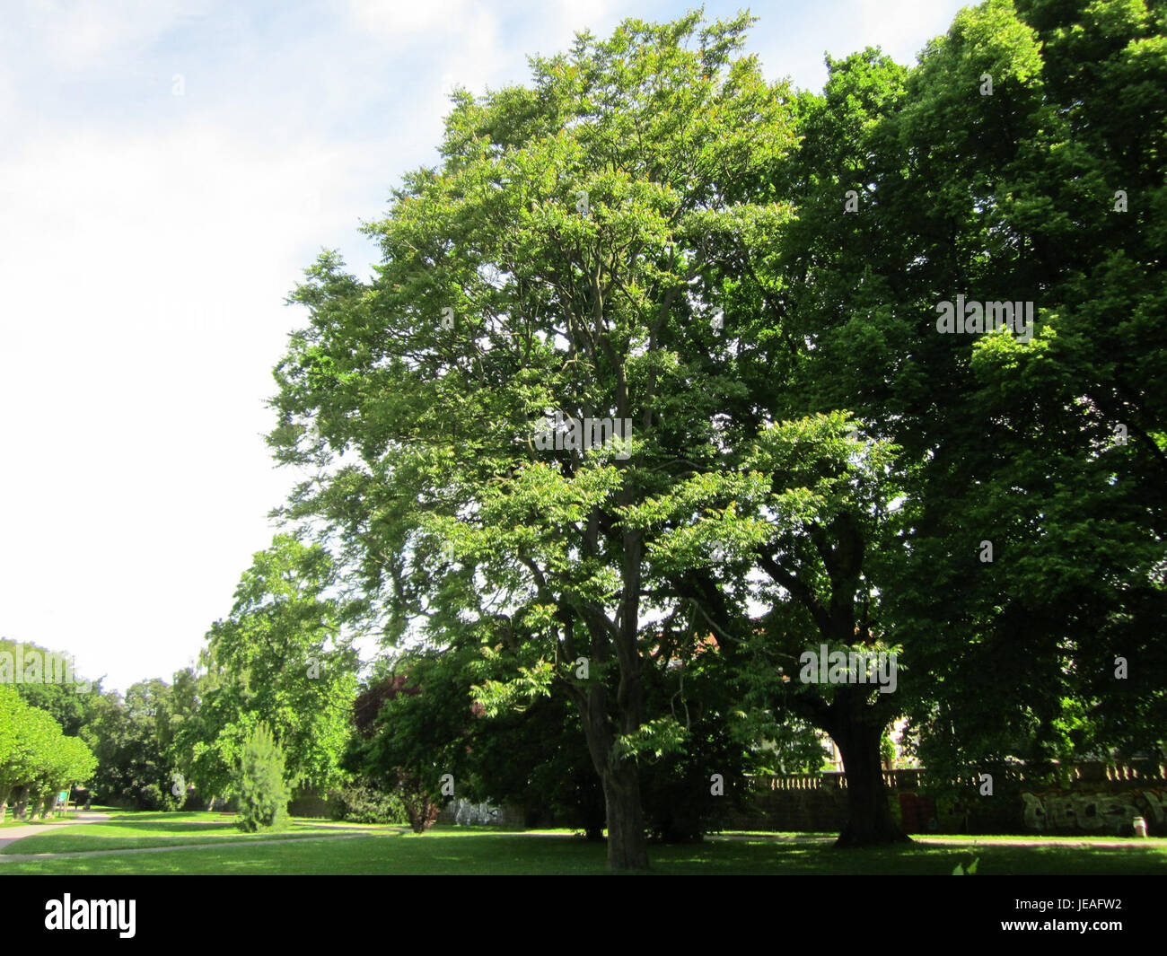 This image shows the Götterbaum, or 'Tree of the Gods,' located in ...