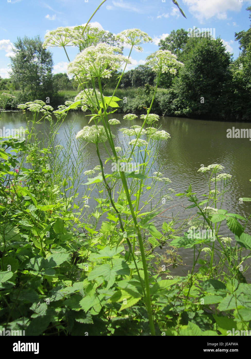This image captures the Giersch plant in Staden, known for its ...
