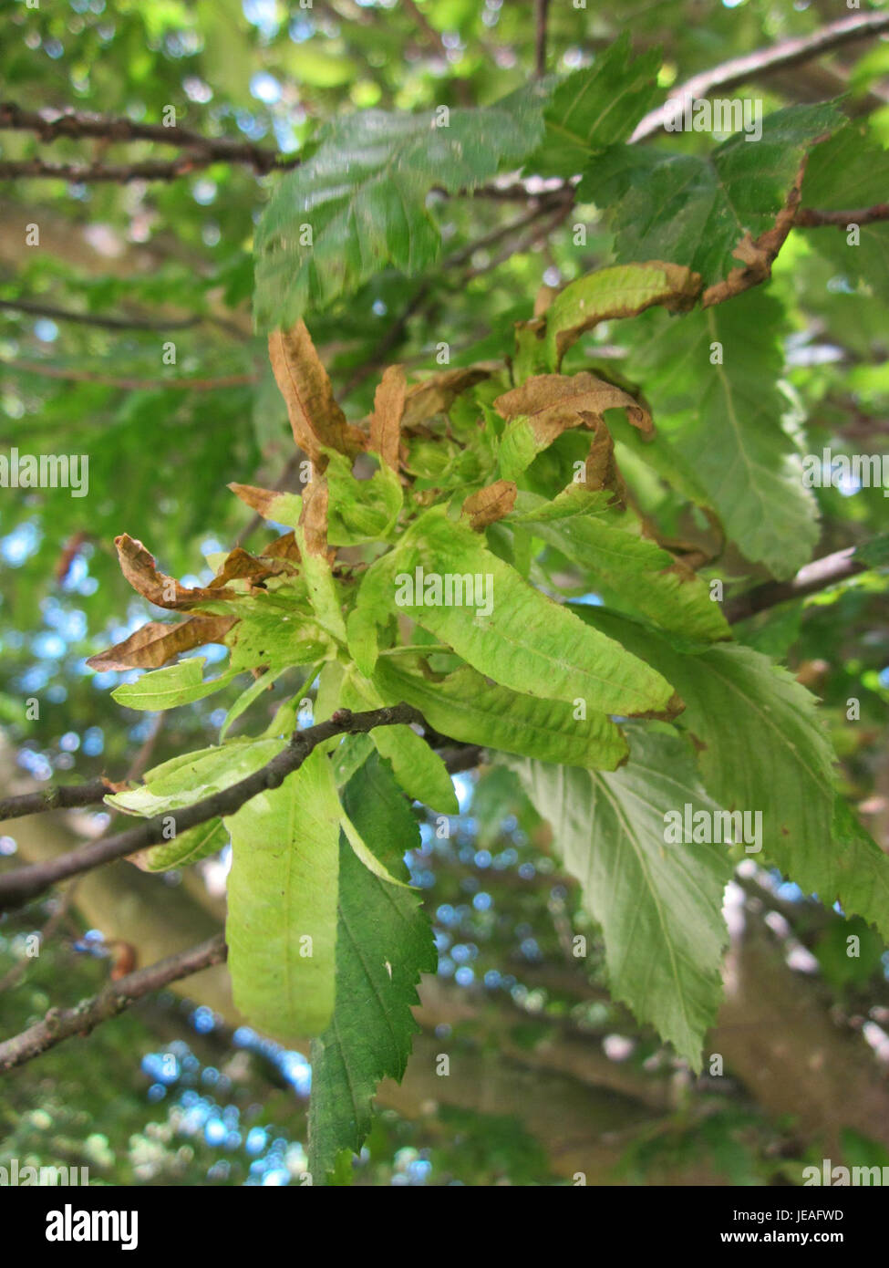 Hornbeam variety hi-res stock photography and images - Alamy