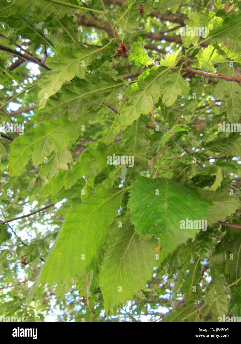 Carpinus betulus quercifolia hi-res stock photography and images - Alamy