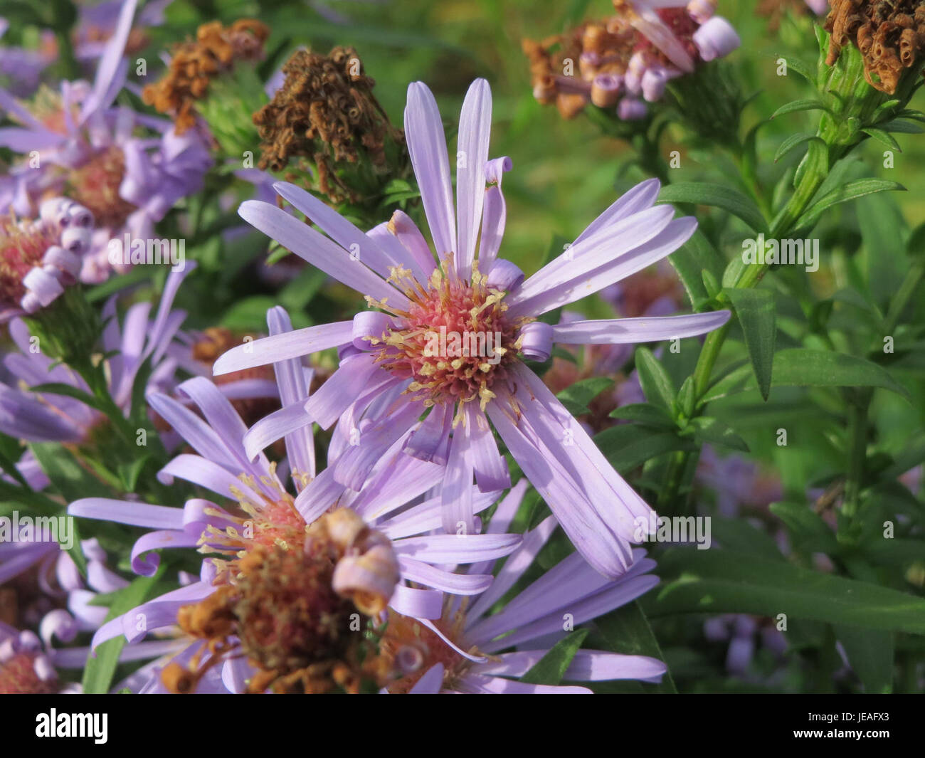 This image shows Symphyotrichum, a genus of flowering plants in the ...