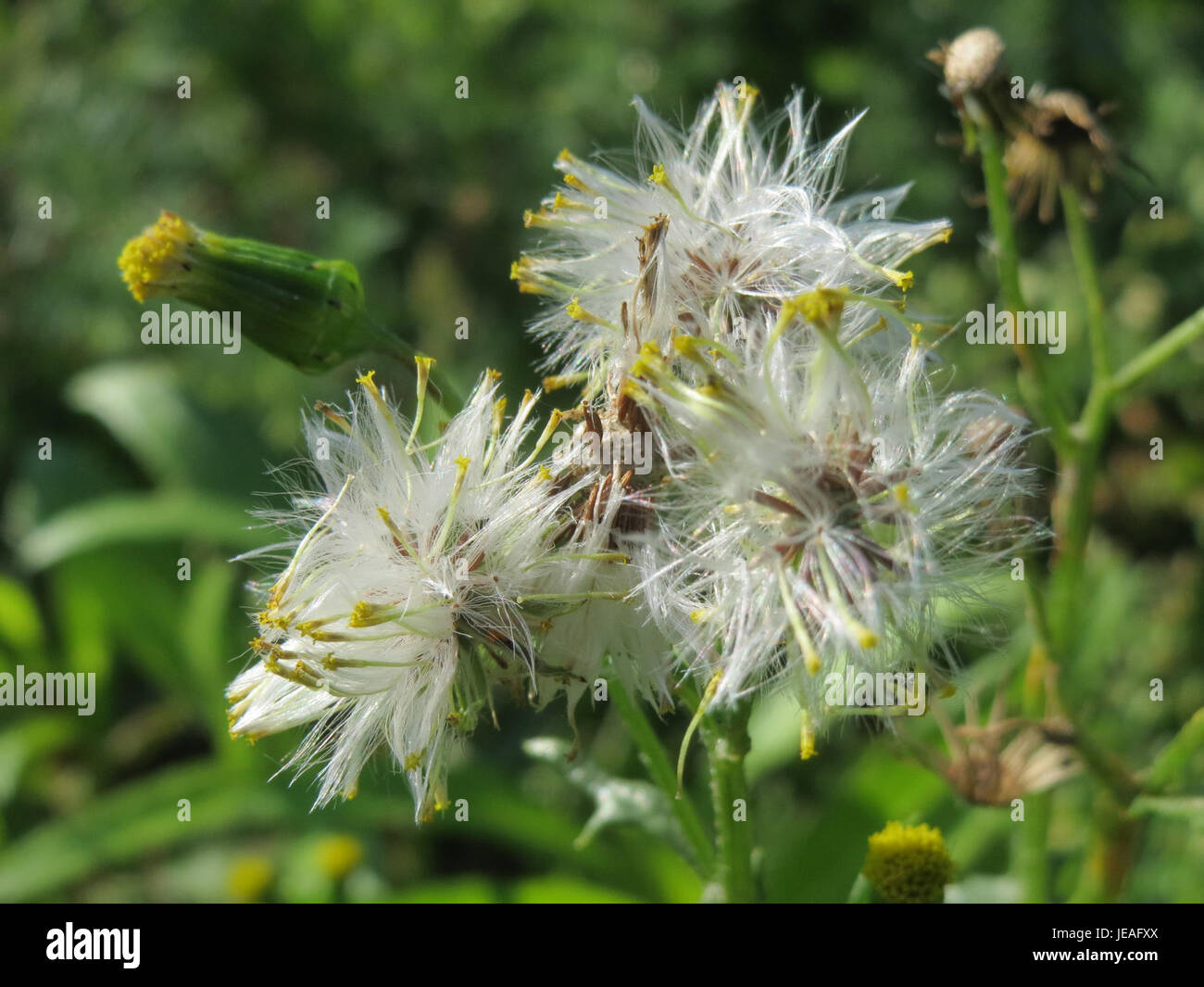 Senecio vulgaris often known common hi-res stock photography and images ...