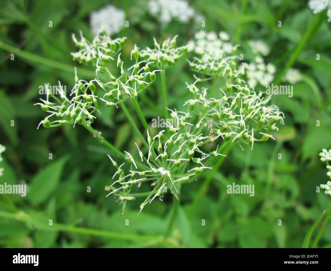 Giersch, commonly known as ground elder, is a perennial herbaceous ...