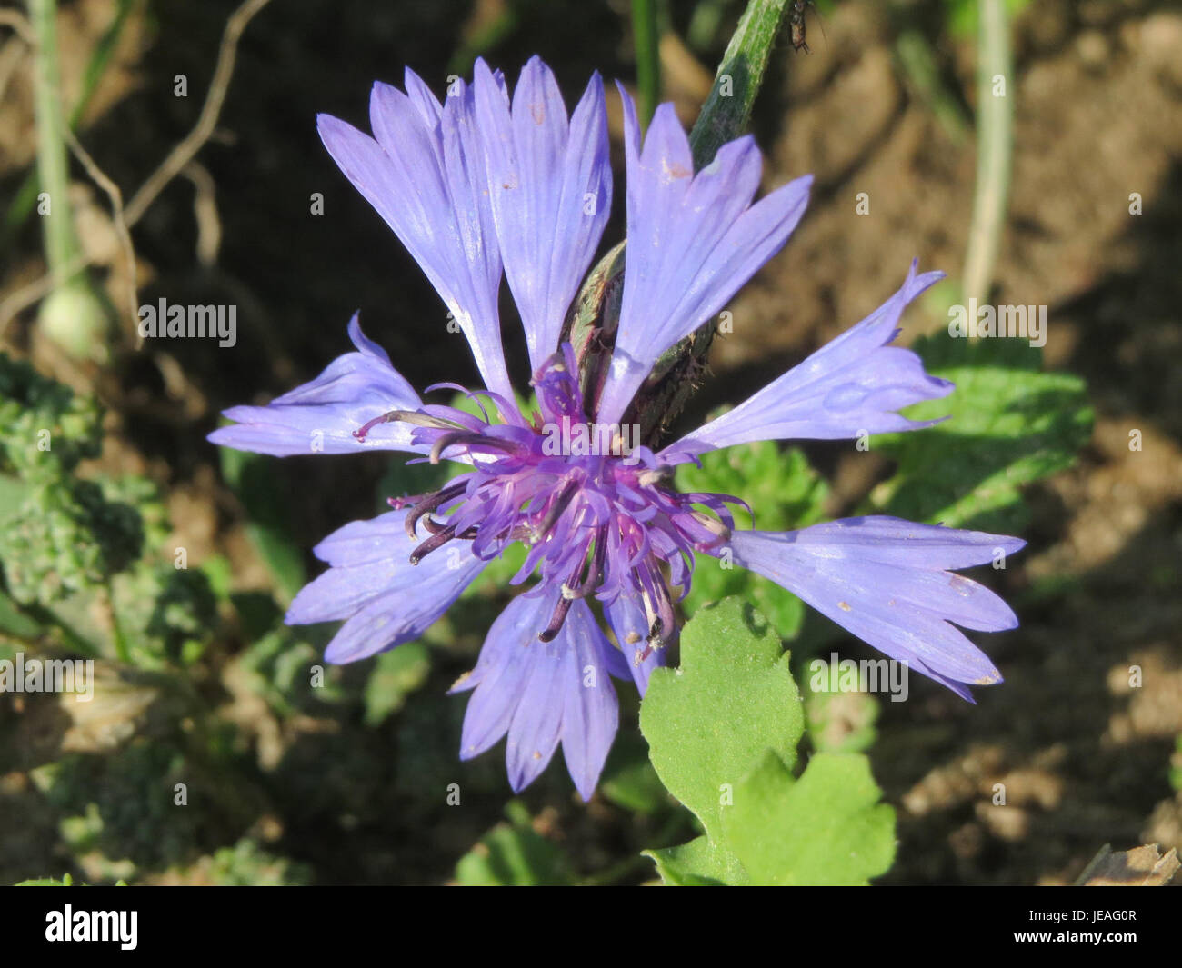 A photograph of Centaurea cyanus, commonly known as cornflower ...
