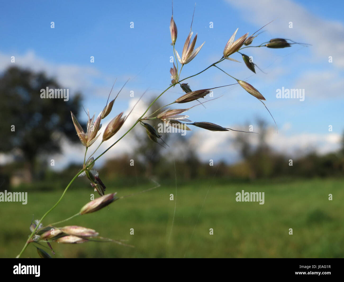 Flowering grasses flora across hi-res stock photography and images - Alamy