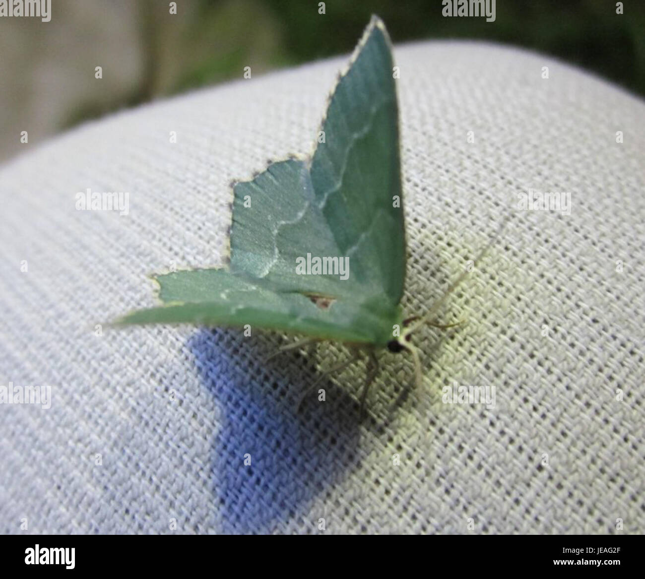 A nocturnal moth, or Nachtfalter, is captured in Hockenheim on June 15 ...