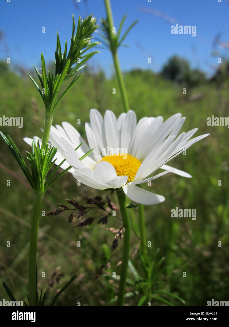 Margerite Horststuecker was an artist known for her focus on ...