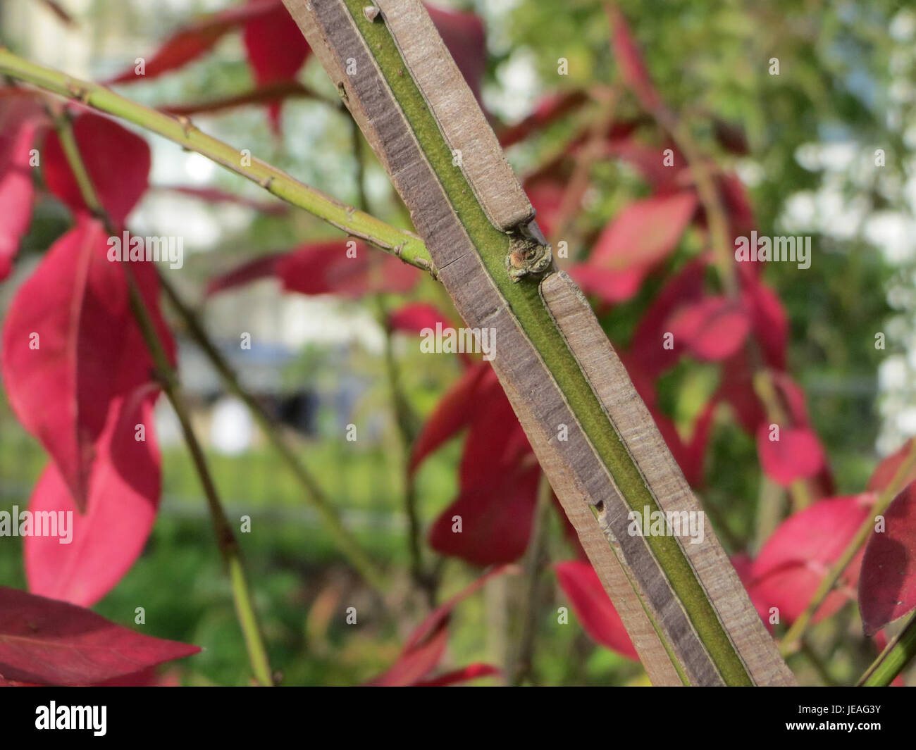 Euonymus alatus, commonly known as burning bush, is a deciduous shrub ...