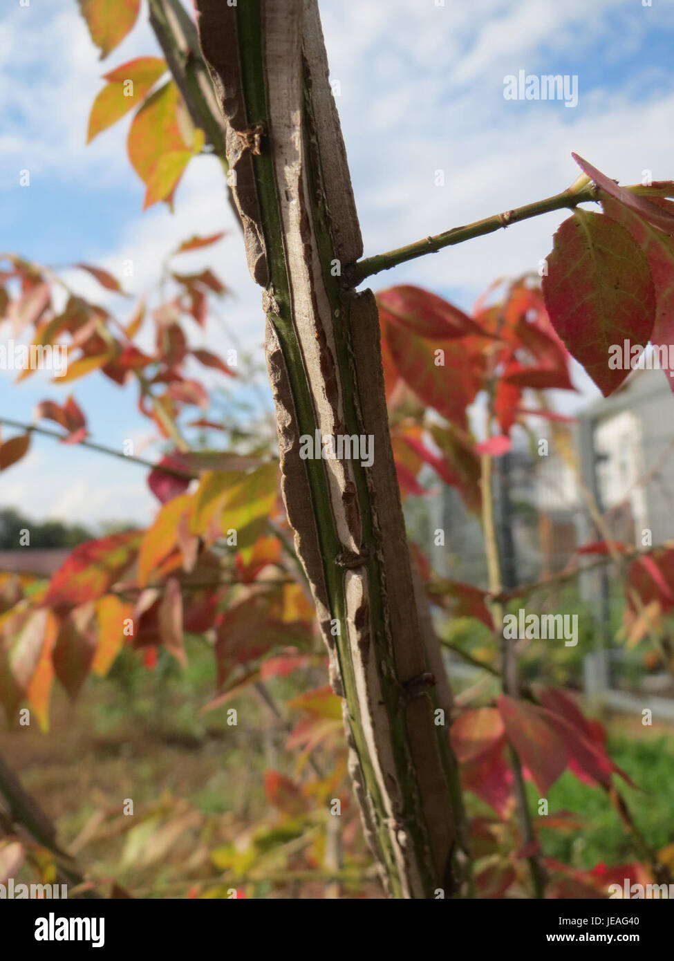 Euonymus alatus, also known as the winged spindle, is a deciduous shrub ...
