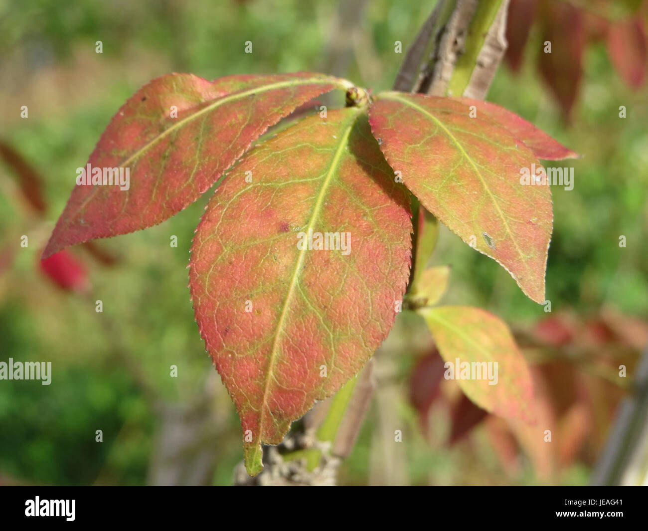 Euonymus alatus, commonly known as the burning bush, is a deciduous ...
