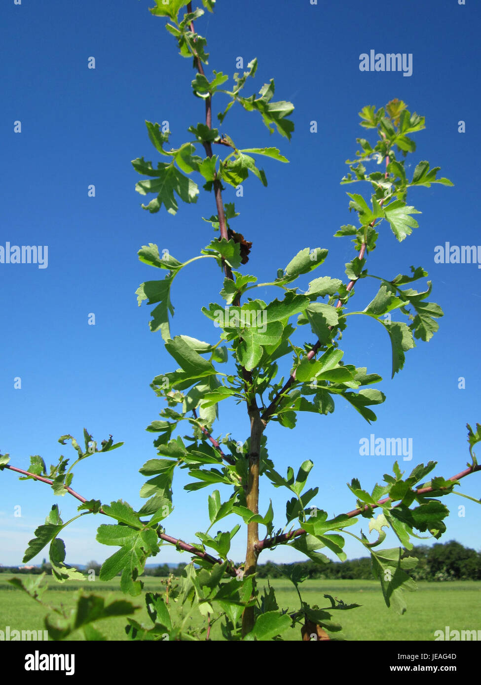 A photograph of Crataegus monogyna, commonly known as hawthorn, taken ...