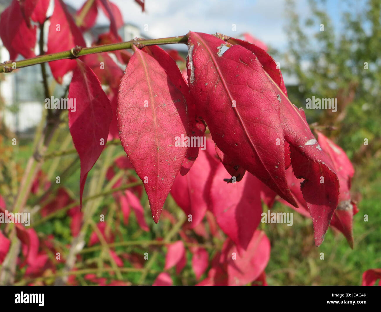 Euonymus alatus, also known as the winged spindle tree, is a deciduous ...