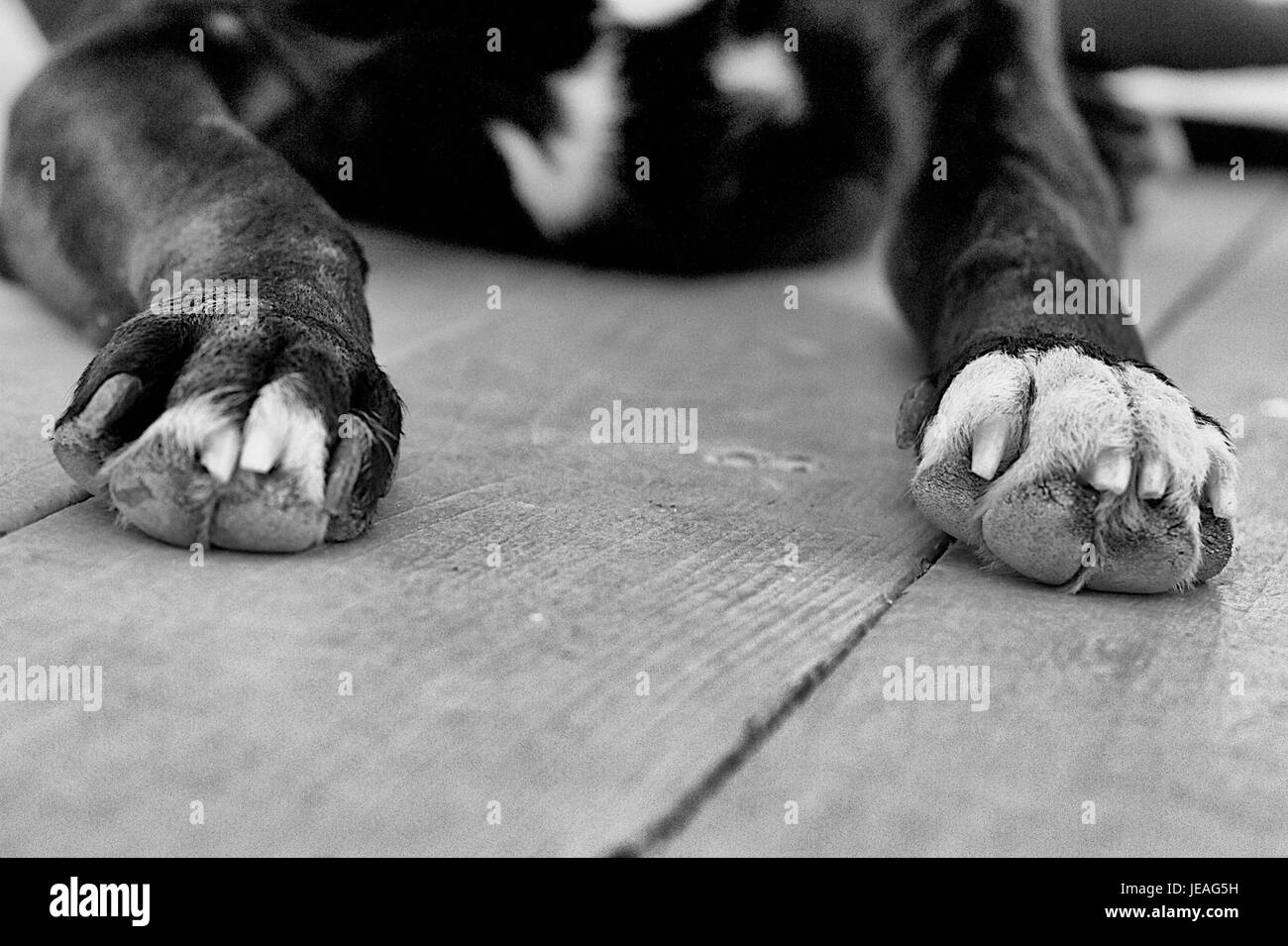 'All Paws' is a photograph that captures the playful nature of animals ...