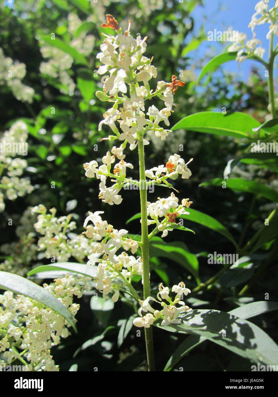 Hedges as privacy screens hi-res stock photography and images - Alamy