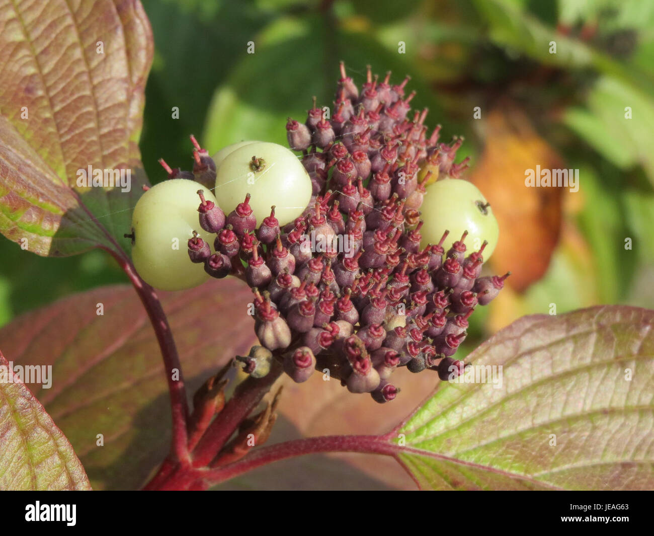 *Cornus alba*, commonly known as the red-twig dogwood, is a shrub ...