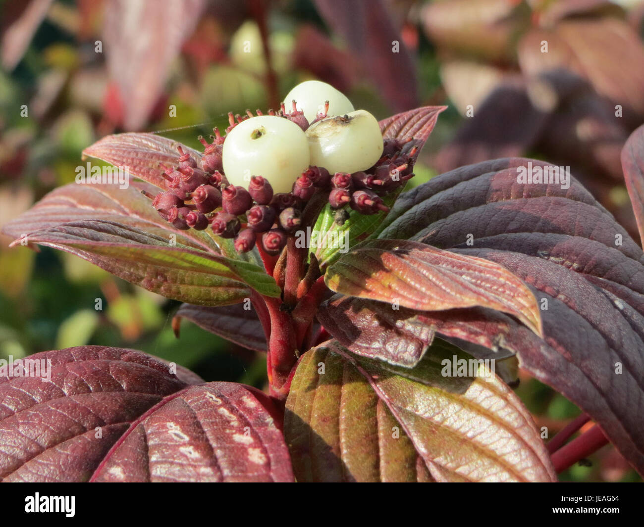 Cornus alba, also known as the Tatarian dogwood, is a deciduous shrub ...