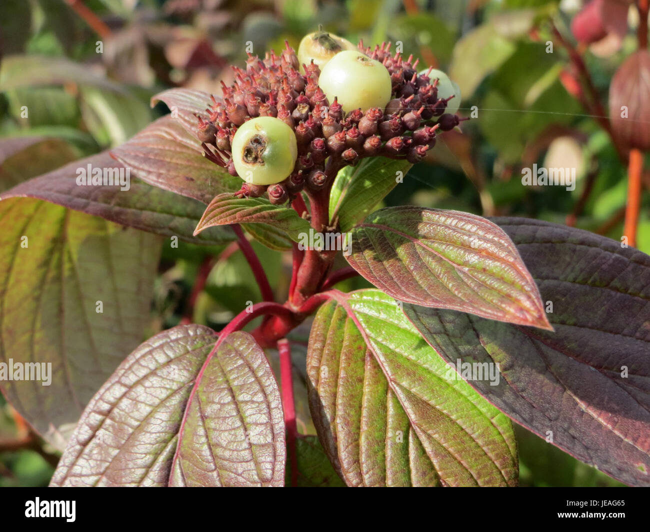 Cornus alba, commonly known as the Tatarian dogwood, is a deciduous ...