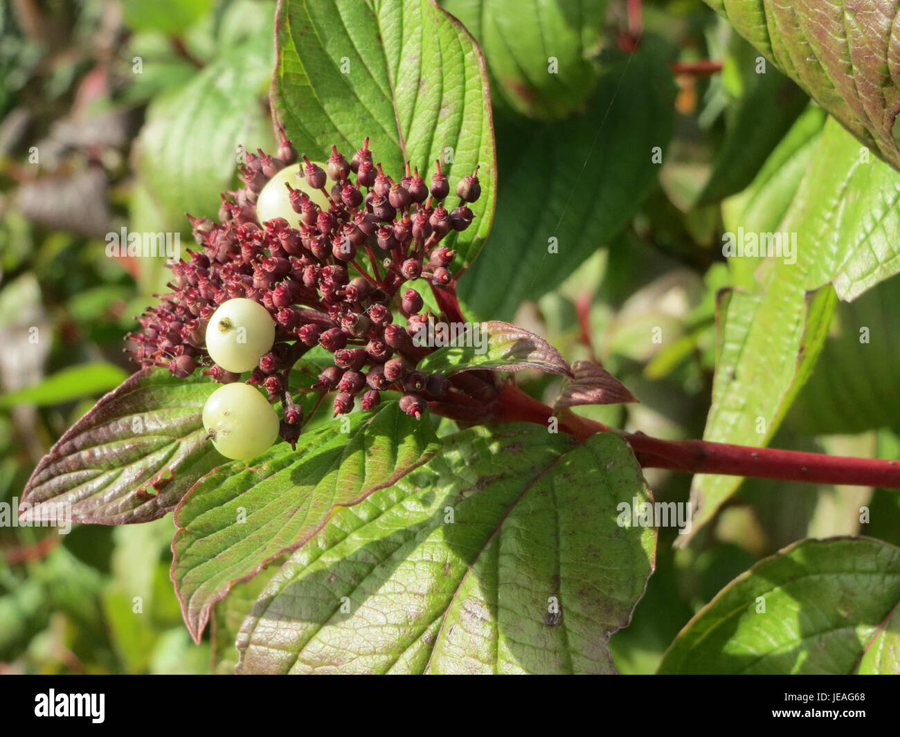 The image from October 15, 2014, features Cornus alba, commonly known as the Tatarian dogwood ...