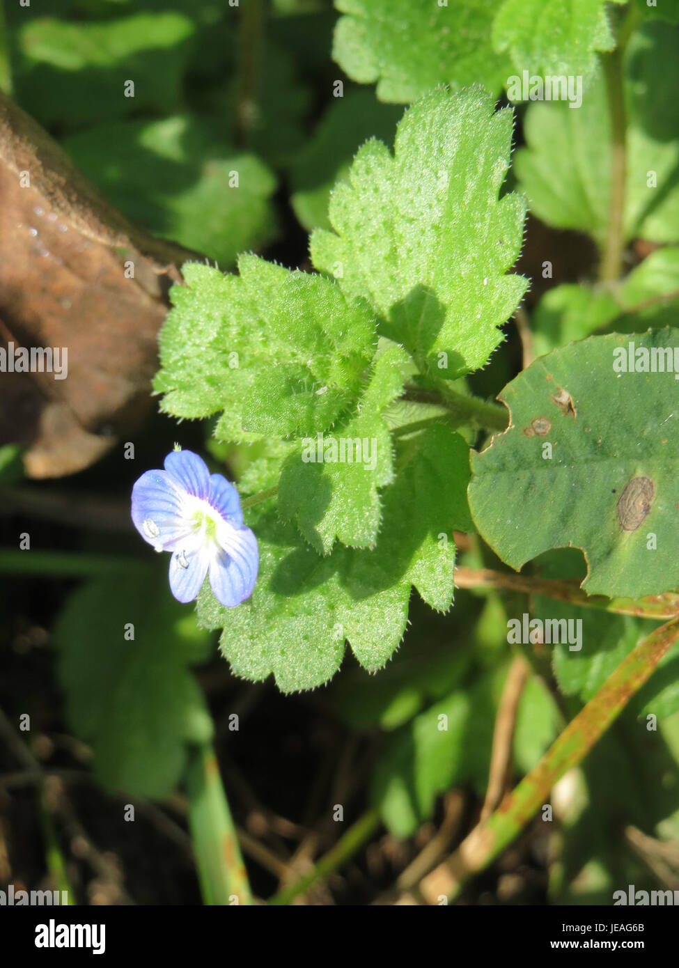 Is a species of veronica hi-res stock photography and images - Alamy