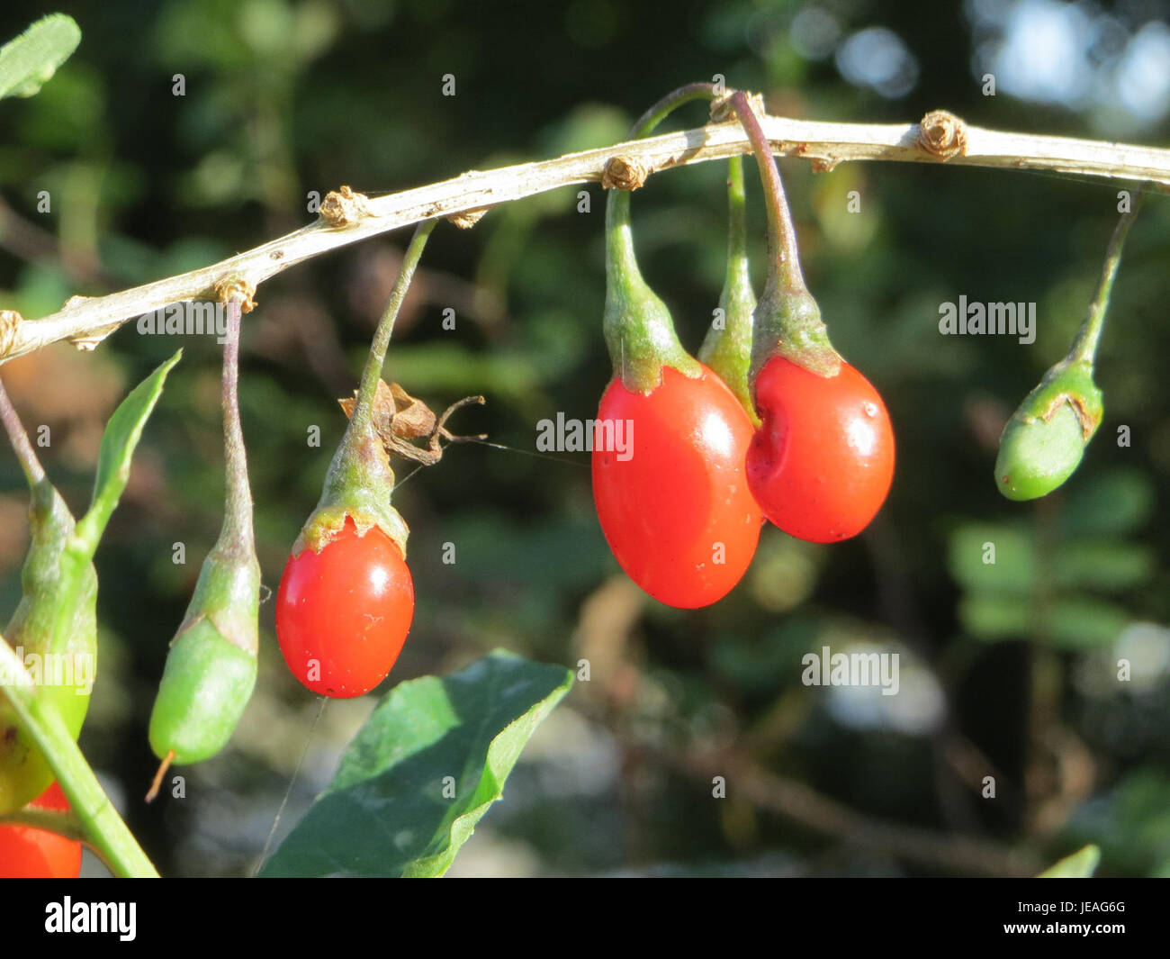 Lycium barbarum, commonly known as goji berry, is a shrub native to ...