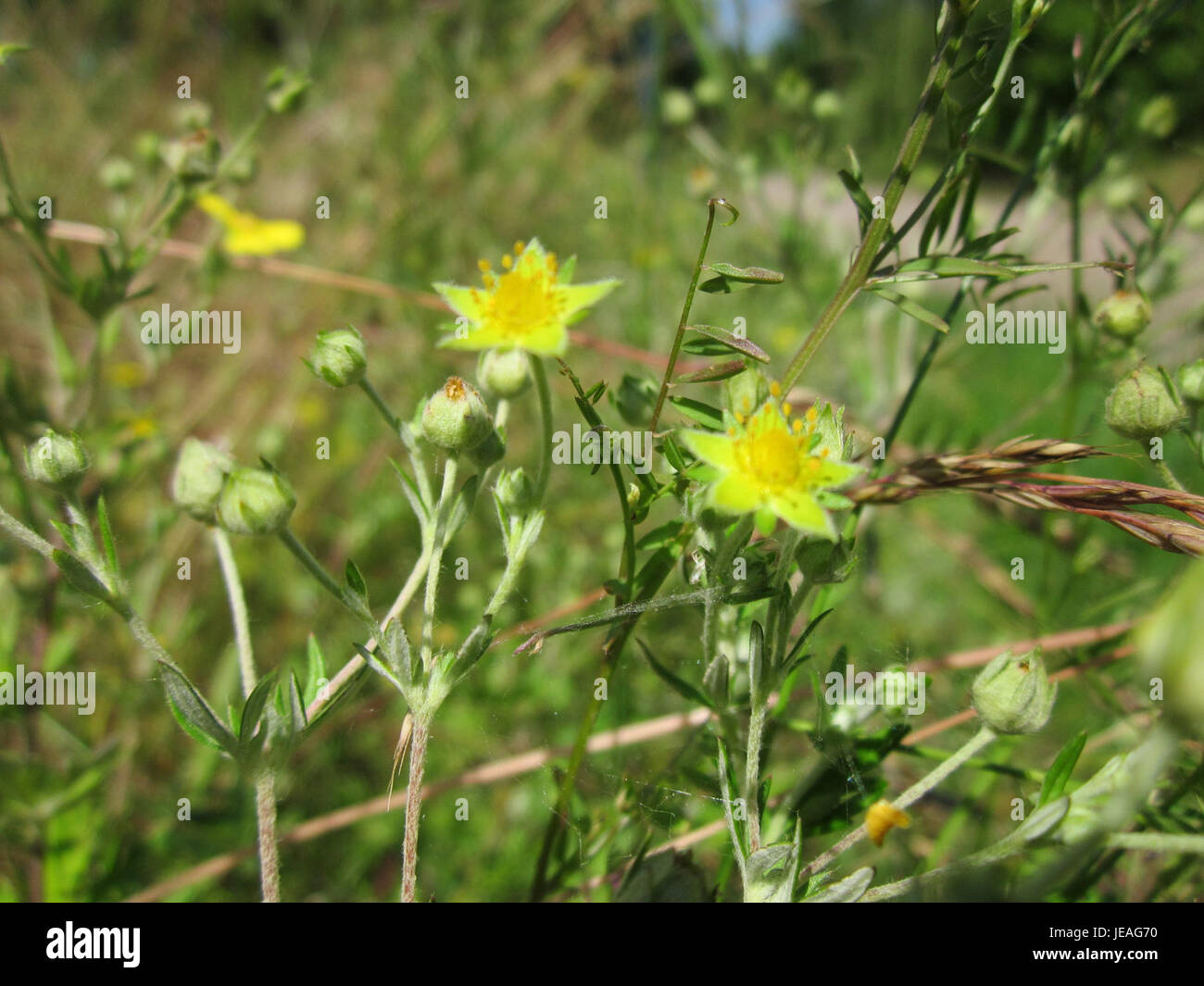 A close-up image of Fingerkraut (Potentilla), a flowering plant species ...
