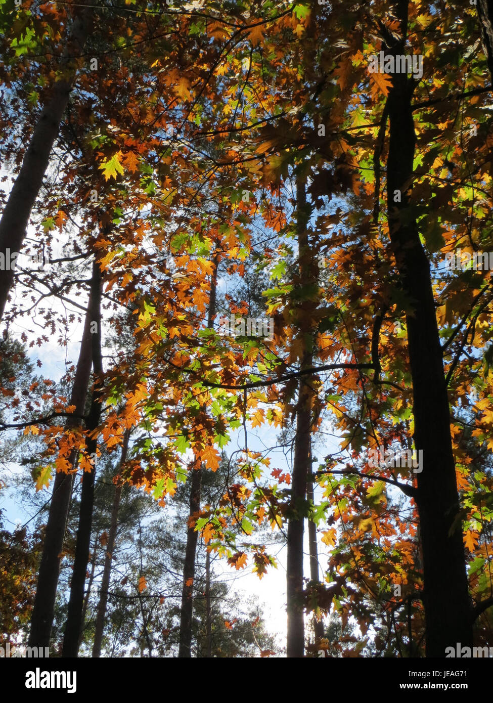 The image features Quercus rubra, commonly known as the Northern Red ...