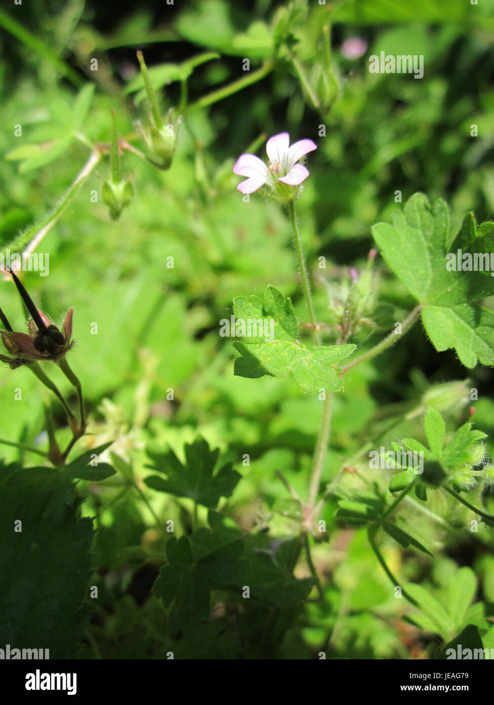 The 'Storchschnabel' is a plant species found in Schwetzinger Hardt ...