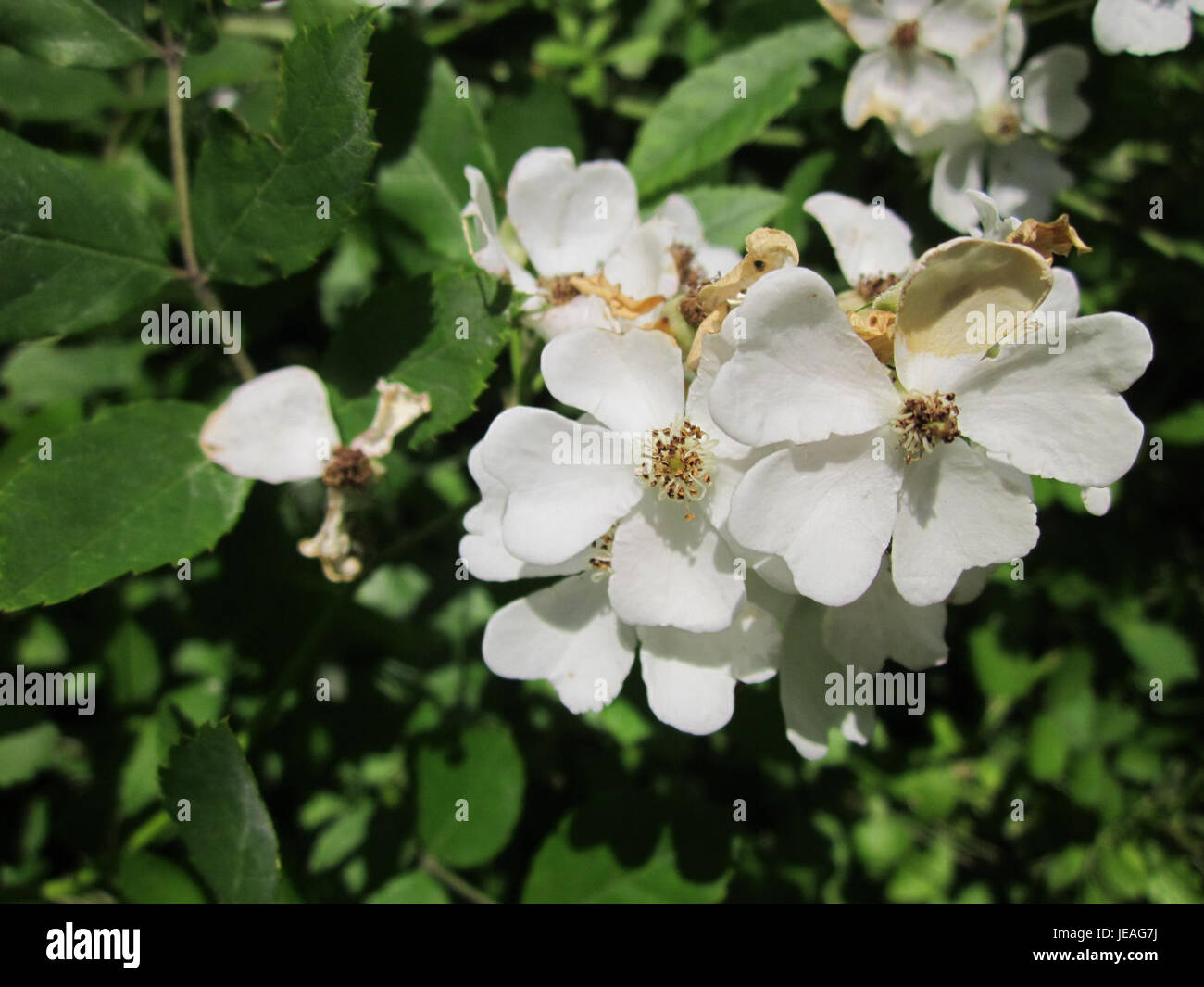 A photograph of Rosa multiflora, also known as multiflora rose, taken ...