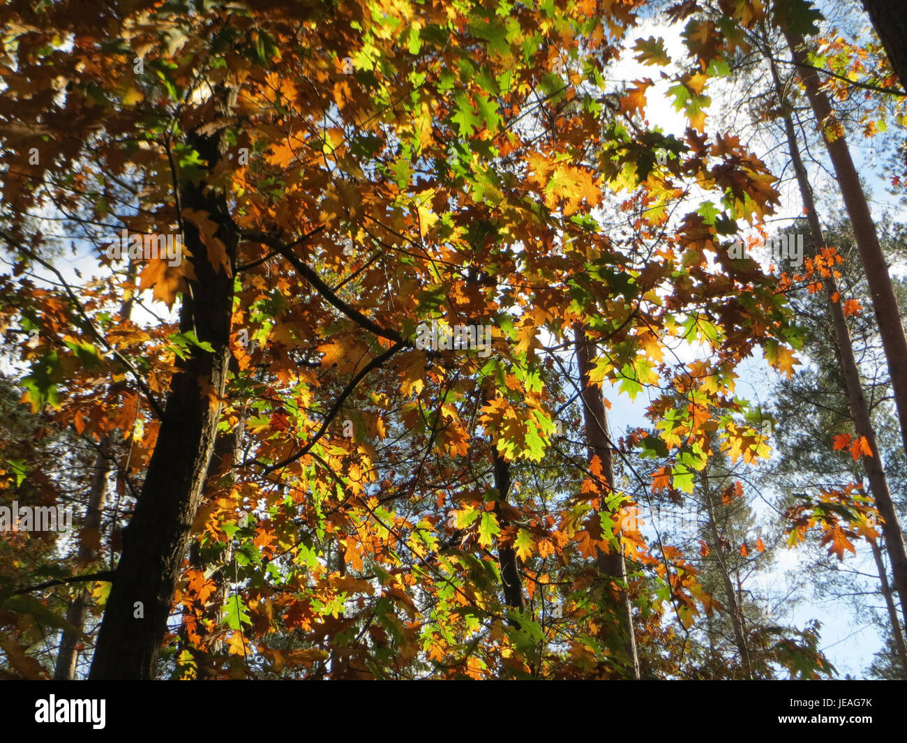 North american hardwood tree hi-res stock photography and images - Alamy