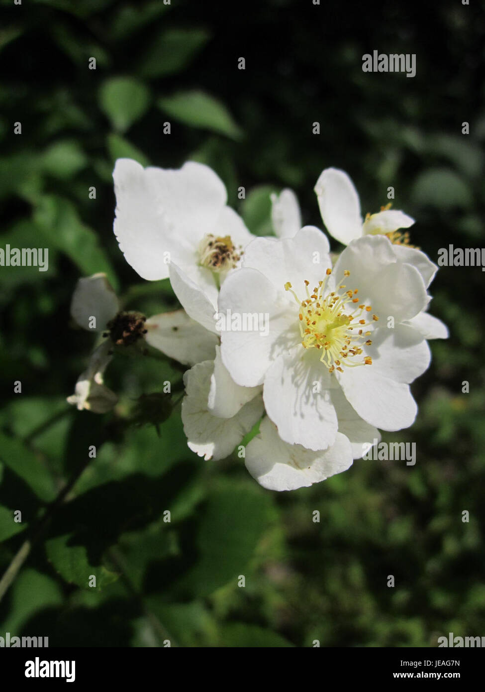 Rosa multiflora rose species hi-res stock photography and images - Alamy