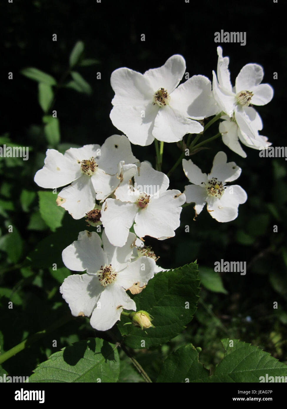 Invasive in east asia hi-res stock photography and images - Alamy