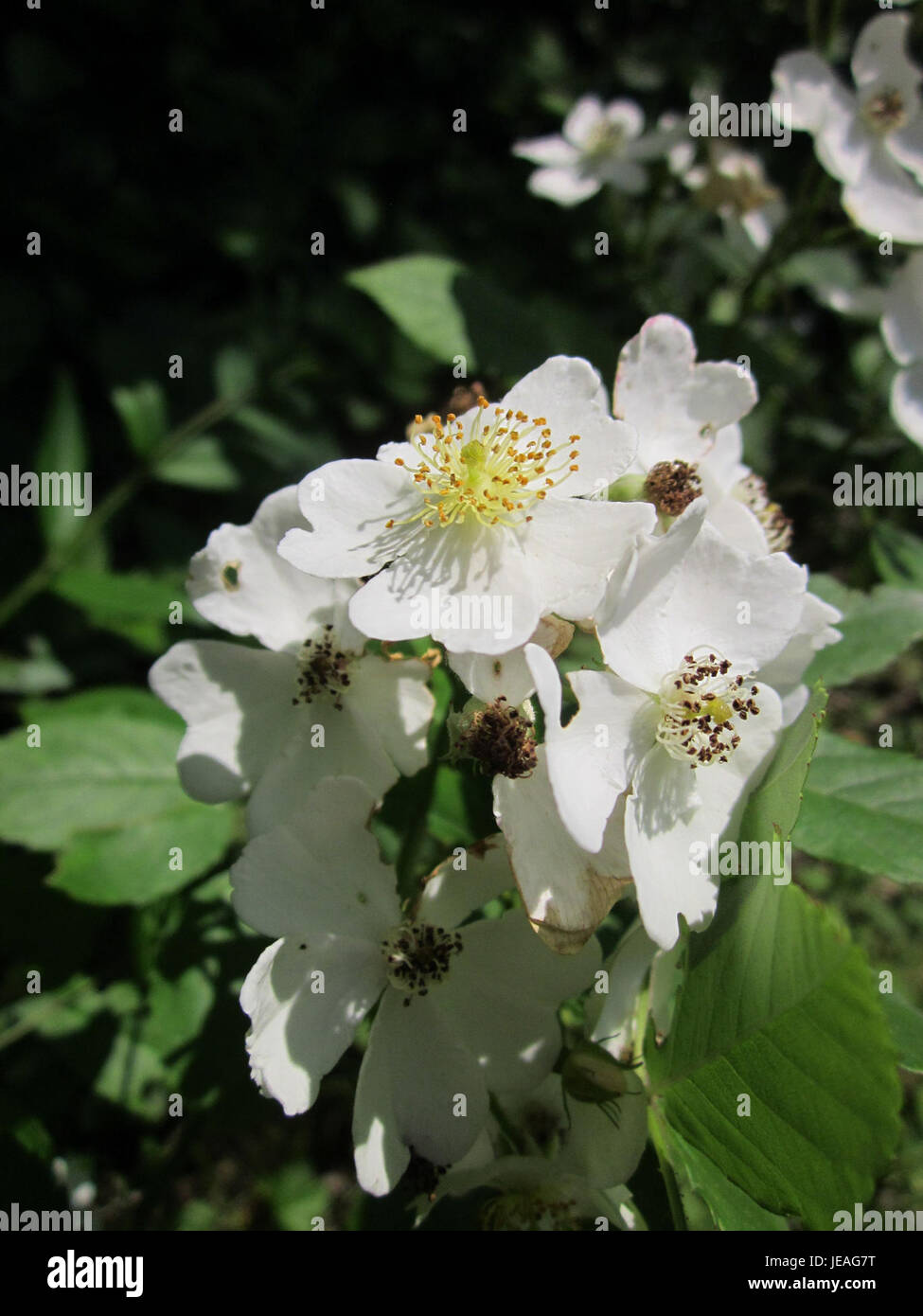 Invasive in east asia hi-res stock photography and images - Alamy