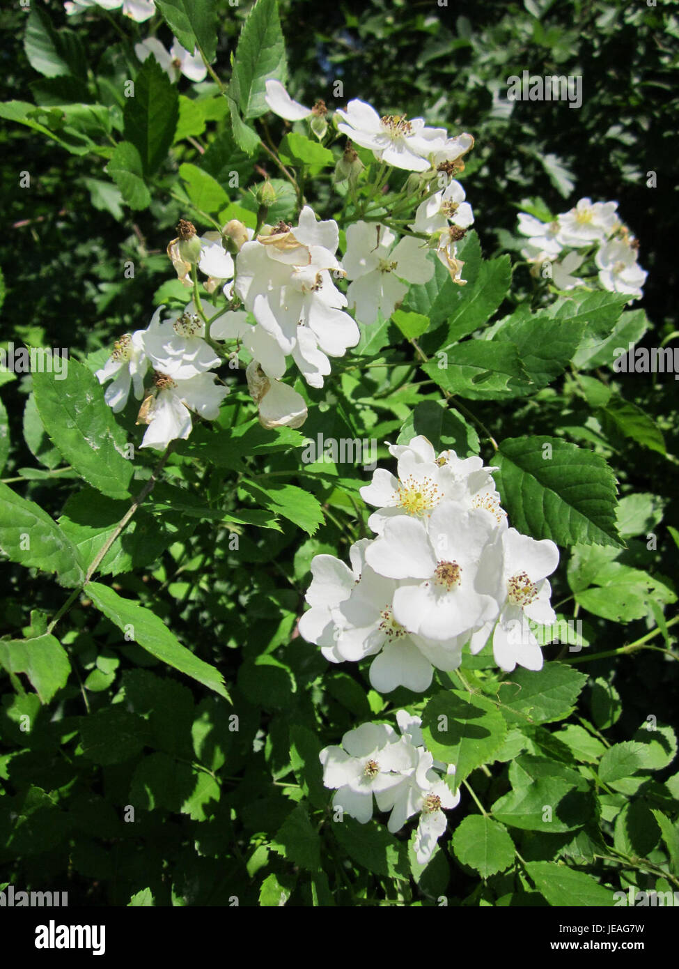 Rosa multiflora Schwetzinger Hardt is a variety of multiflora rose, a ...