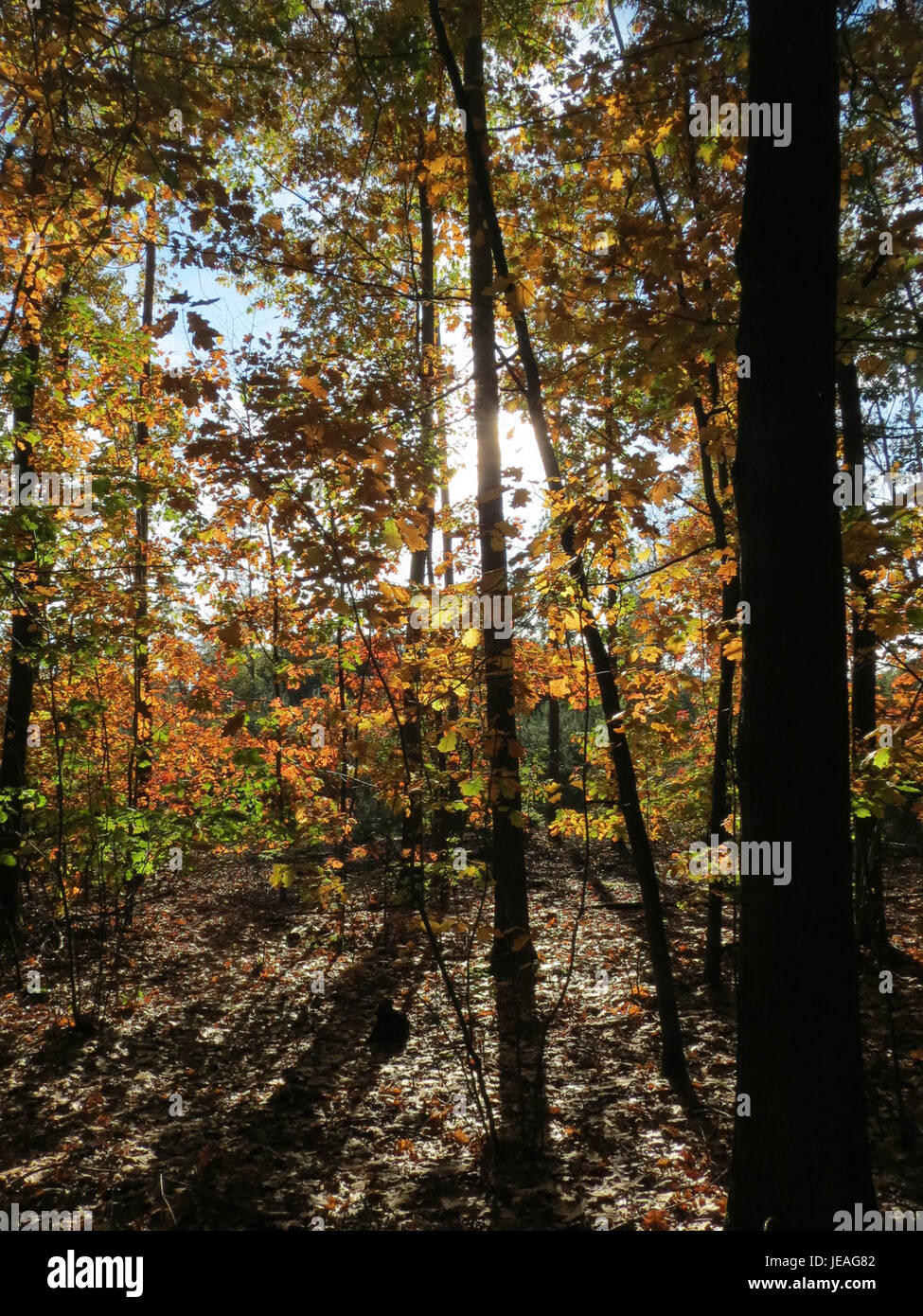 Quercus rubra, or the northern red oak, is displayed in this image from ...