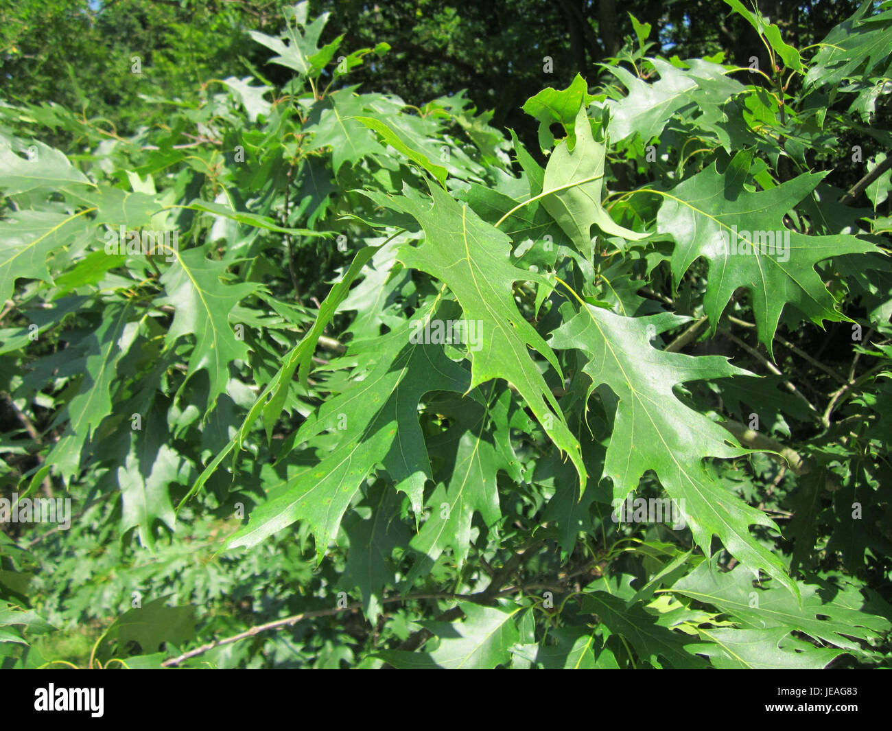 The image captures a Roteiche tree in Schwetzinger Hardt, showcasing ...
