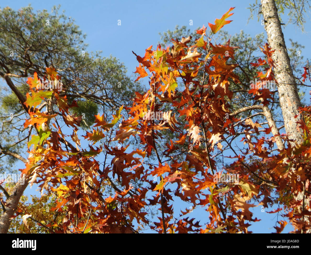 Quercus rubra tall hi-res stock photography and images - Alamy