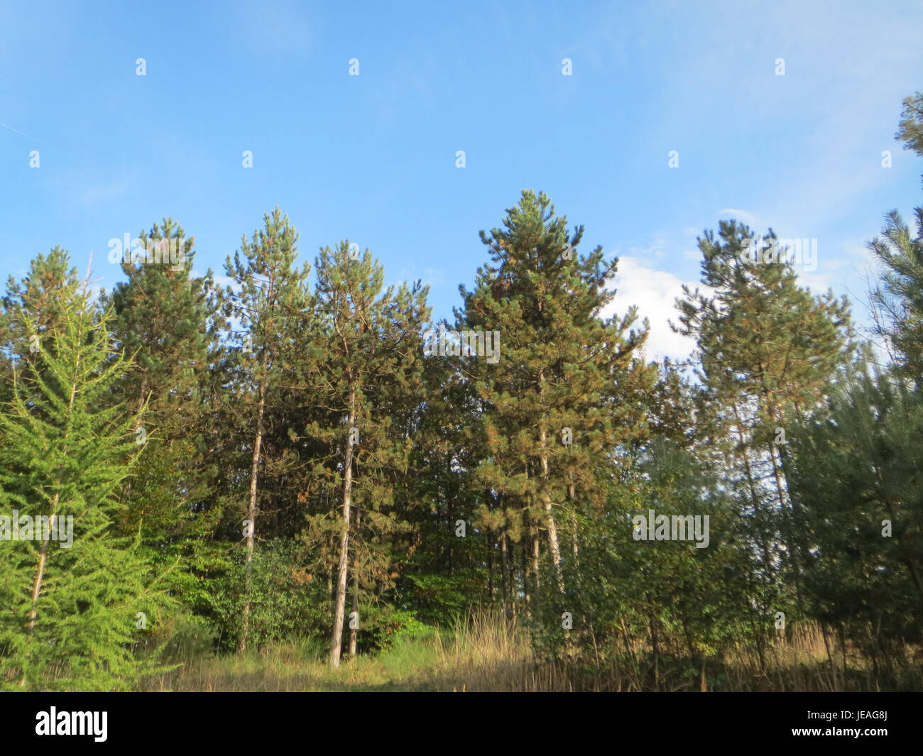 Pinus nigra, commonly known as the black pine, is a tree species native ...
