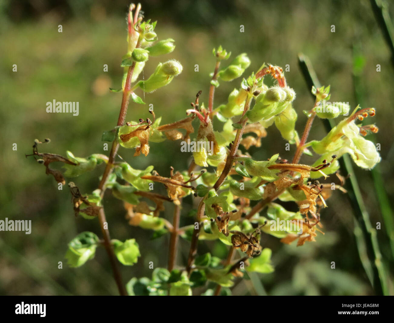 Teucrium scorodonia commonly known hi-res stock photography and images ...