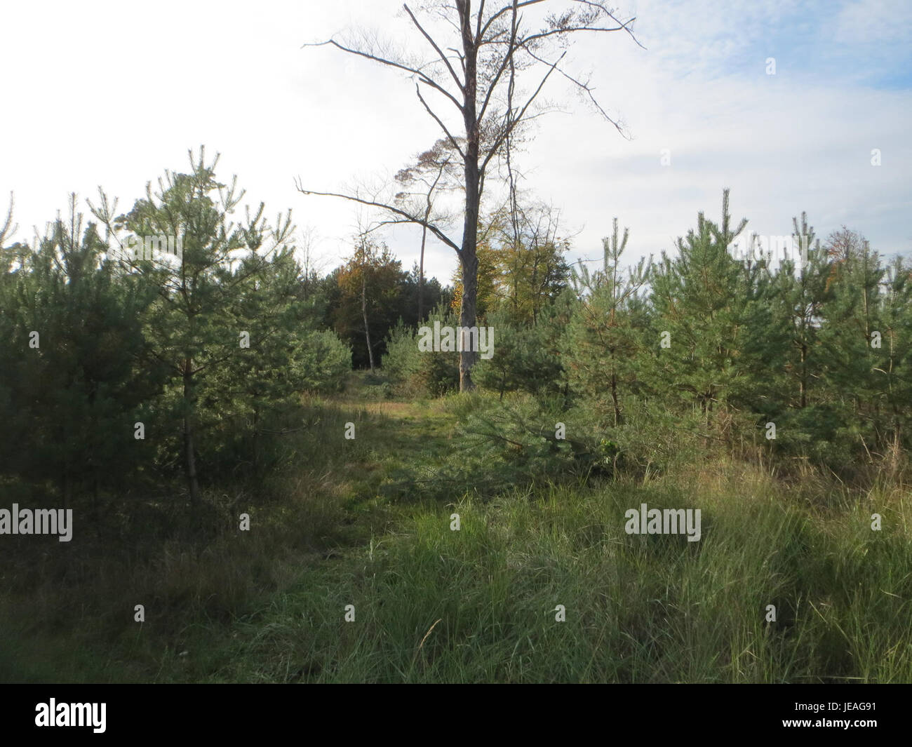 Pinus sylvestris, known as Scots pine, is a species of pine tree native ...