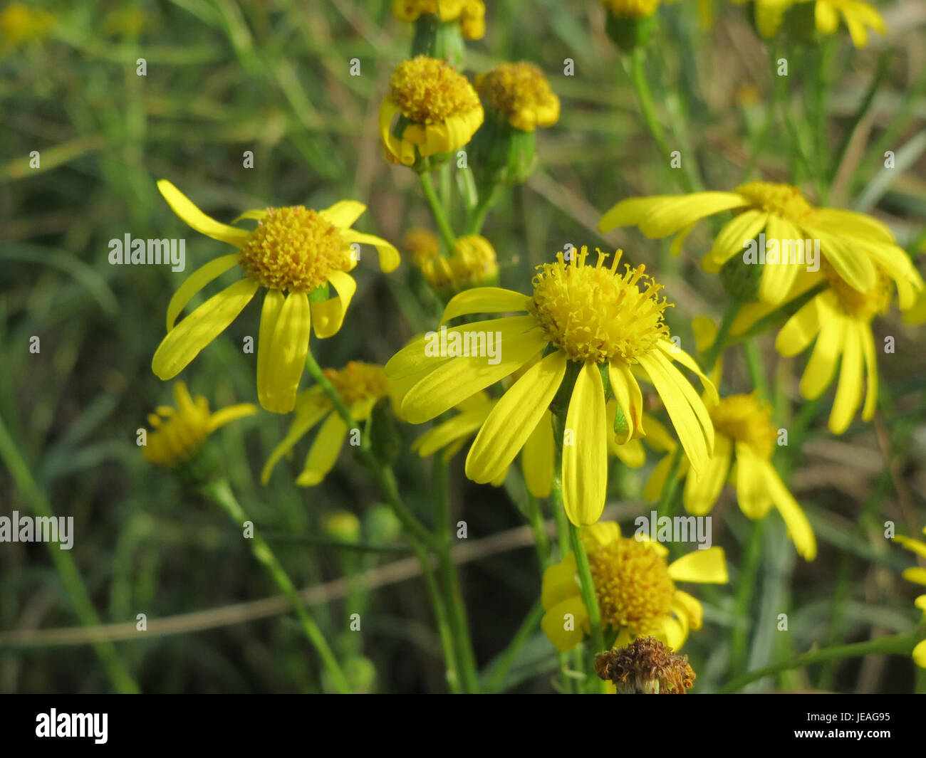 This image shows Senecio inaequidens, a species of flowering plant in ...