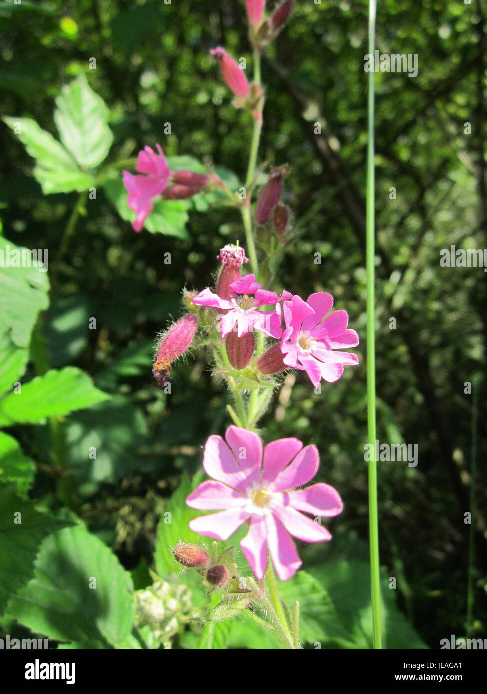 Rote Lichtnelke, or Red Campion, is a flowering plant found in the ...