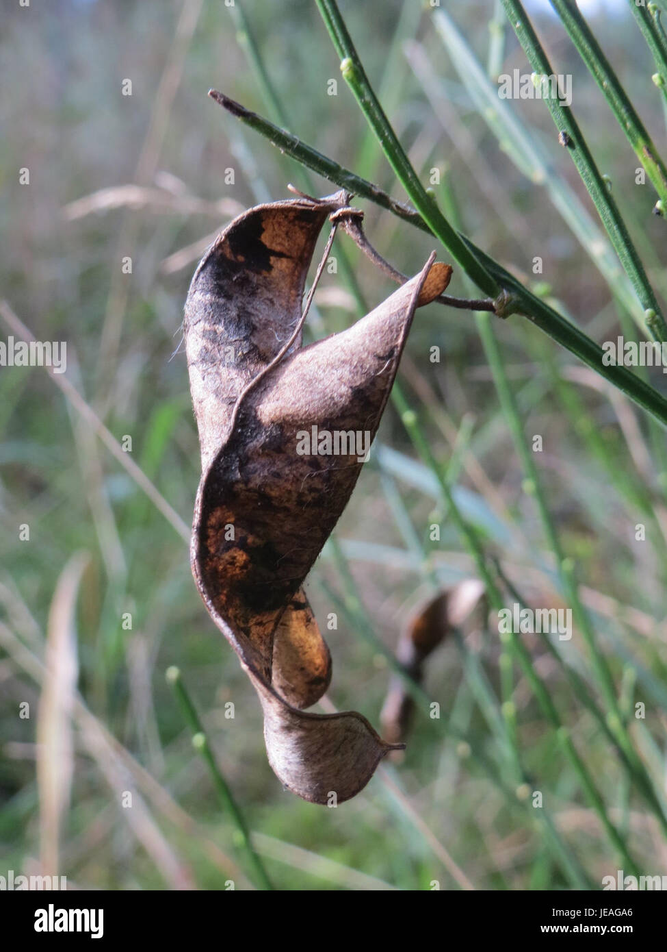 Cytisus scoparius, commonly known as broom, is a perennial shrub native ...