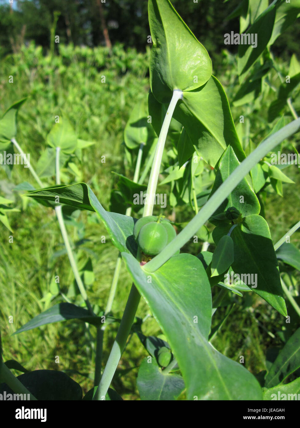Euphorbia lathyris plant hi-res stock photography and images - Alamy