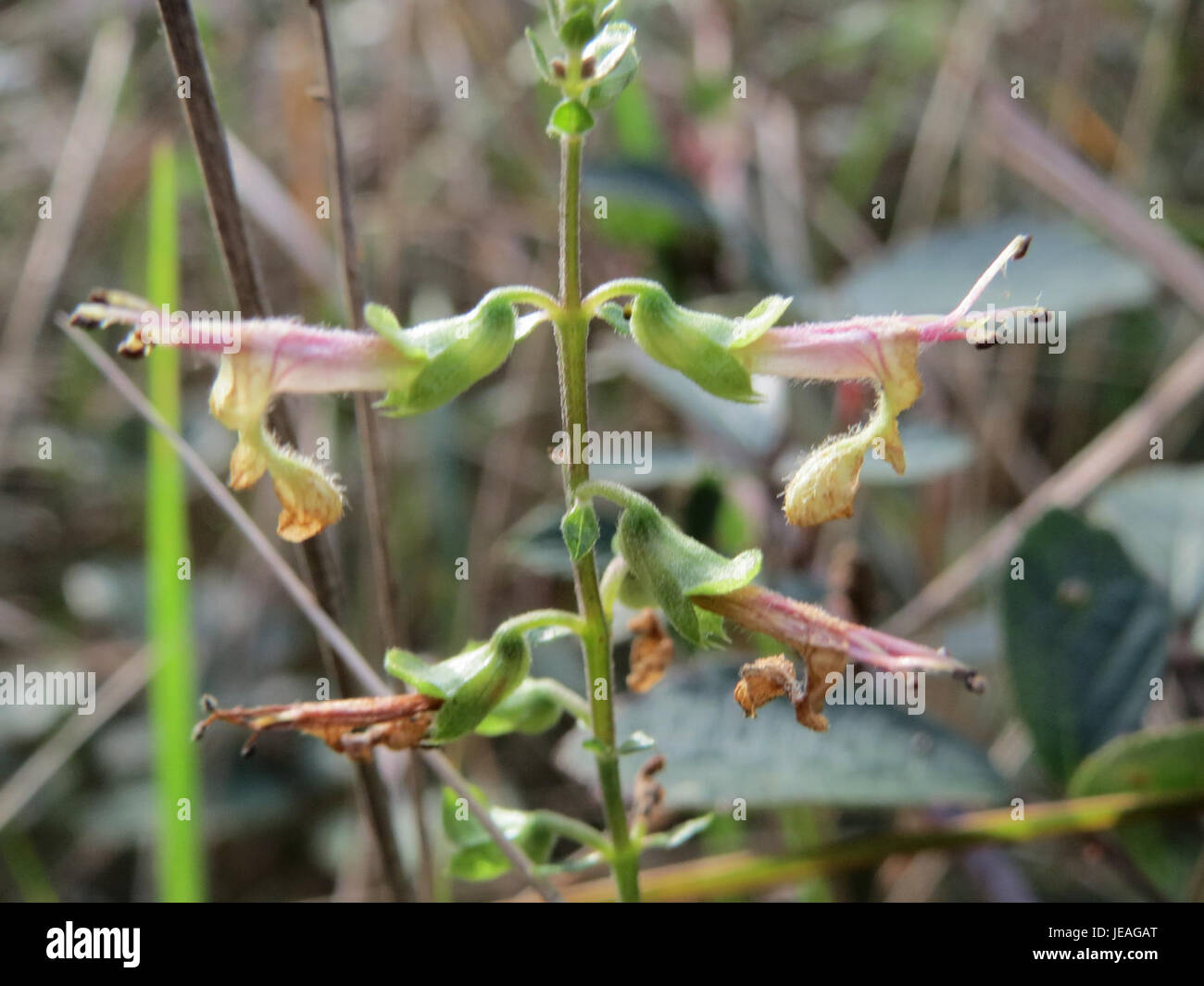 Teucrium scorodonia commonly known hi-res stock photography and images ...