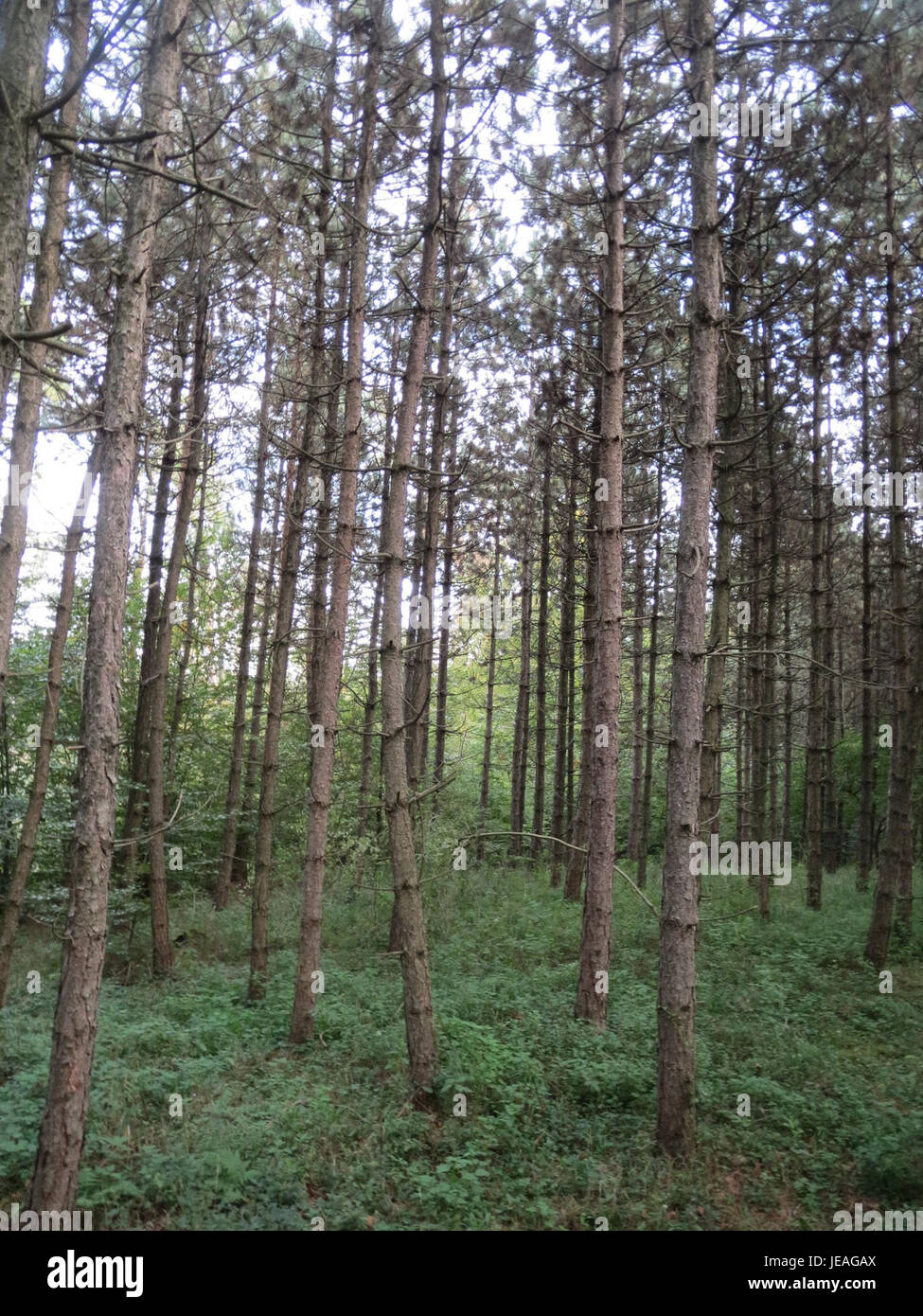 Pinus nigra, also known as the Austrian pine, is a species of pine tree ...